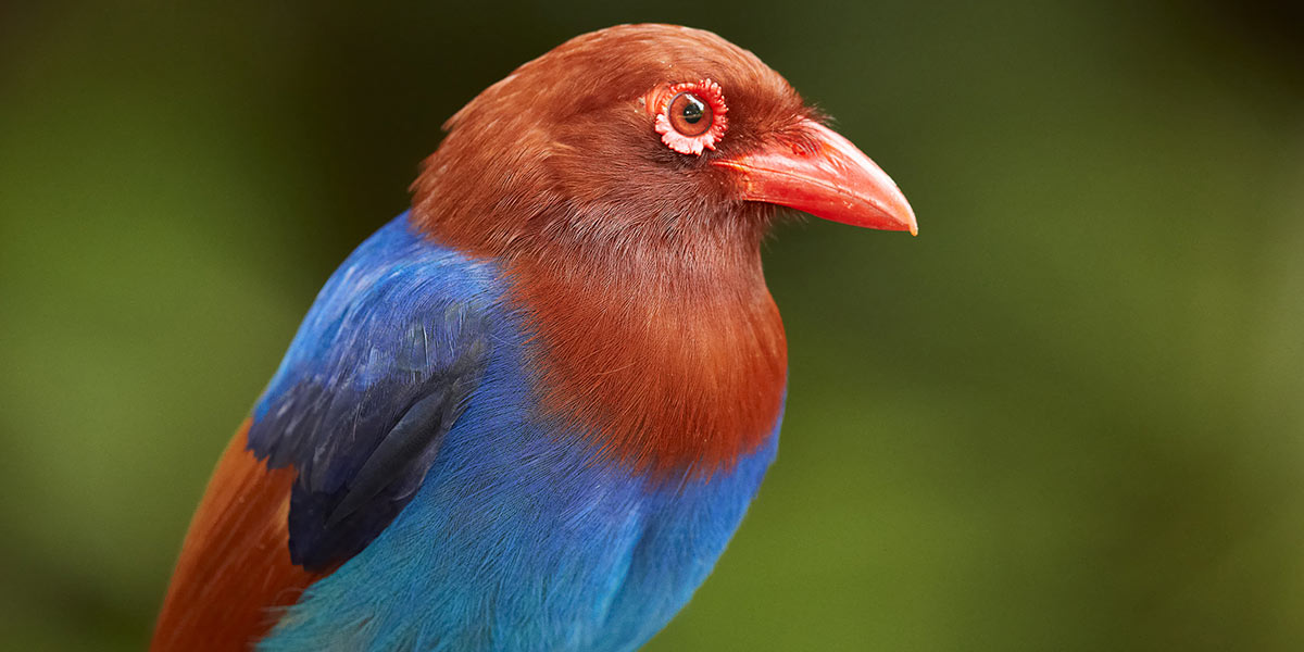 Bird Watching in Sri Lanka | Tales of Ceylon