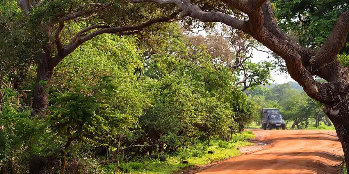 Yala Excursions | Best Experiences in Yala | Tales of Ceylon