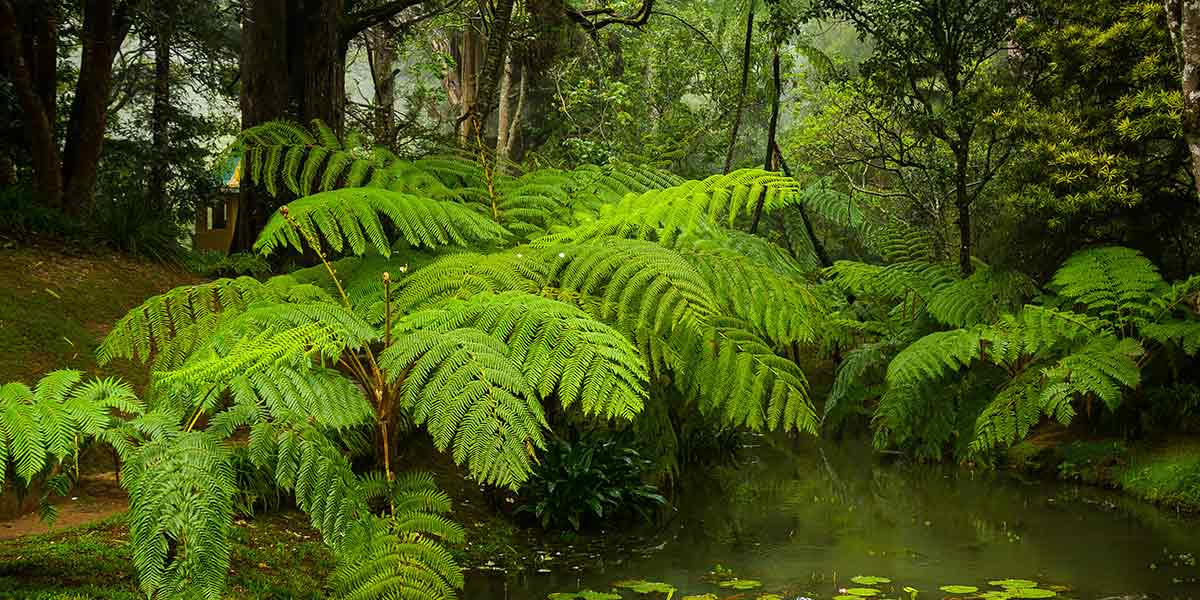 Hakgala Botanical Garden | Tales of Ceylon
