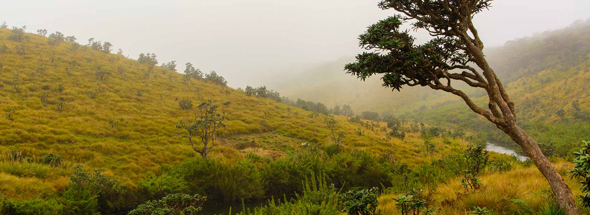 Horton Plains National Park | Tales of Ceylon
