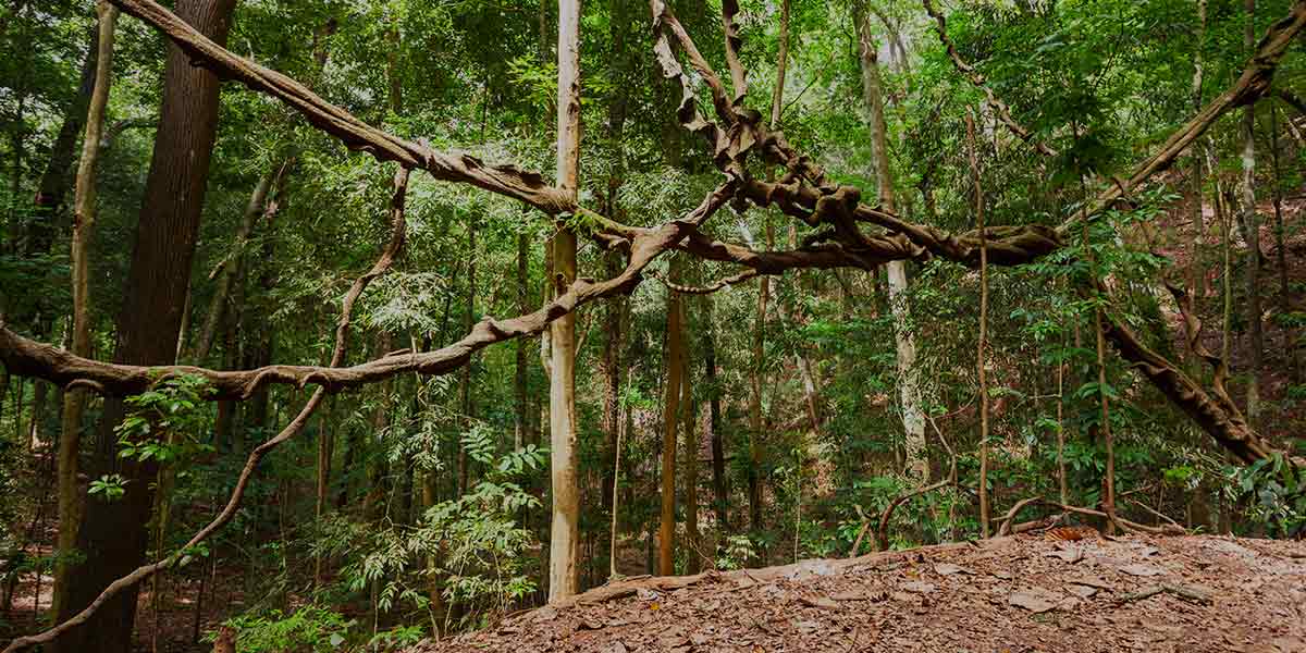 Udawattekele Forest Reserve - Tales of Ceylon